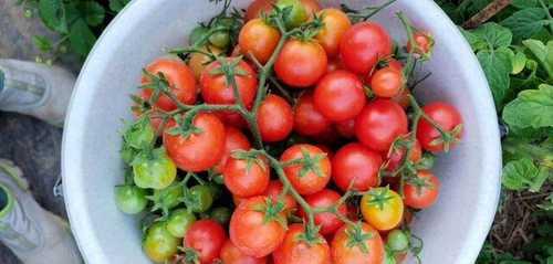 Семена томатов черри Малышок