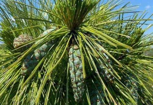 Сосна Шверина Витхорст (Pinus schwerinii Wiethorst