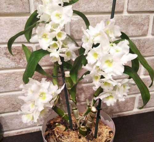 Орхидея дендробиум Нобиле белая