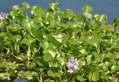 Водный гиацинт и много других растений