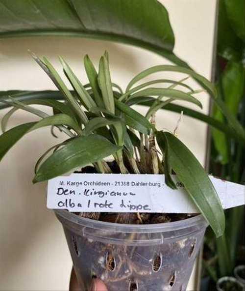 Dendrobium kingianum Alba
