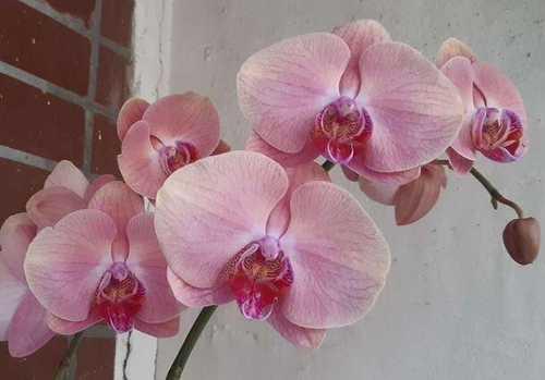 Орхидея фаленопсис Midsummer Night