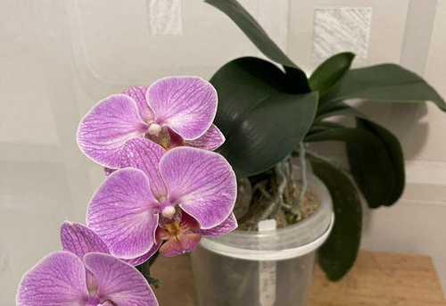 Орхидея фаленопсис из домашней коллекции