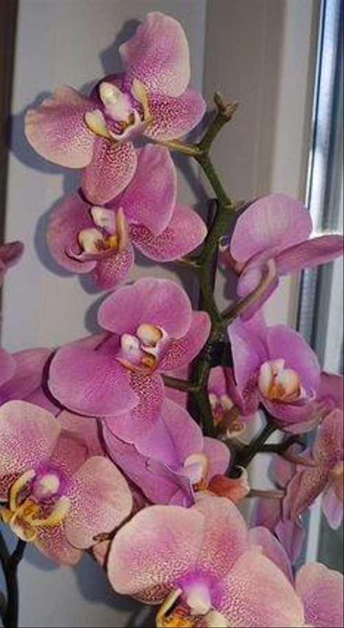 Орхидея фаленопсис Hanni dark pink Бронь