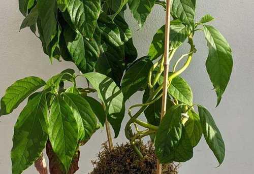Авокадо растение