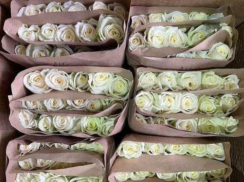 Розы оптом в розницу Голландские розы