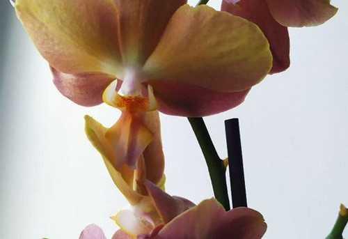 Орхидея фаленопсис Монако с деткой