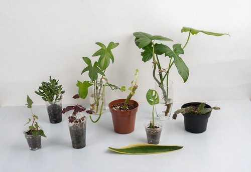 Набор комнатных растений