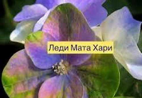 Гортензия Леди Мата Хари