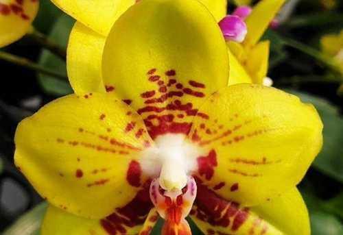Орхидея Phal. Summer Lady