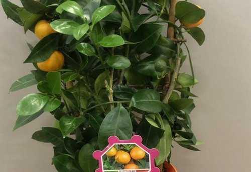 Цитрус каламондин с плодами на подарок