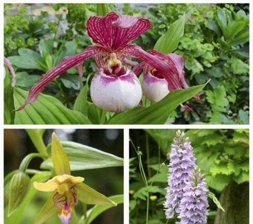 Редкие орхидеи для сада