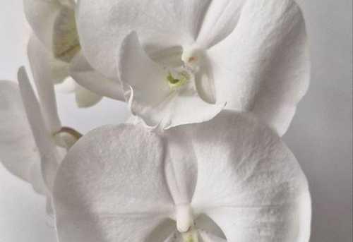 Орхидея биглип 2 цветоноса