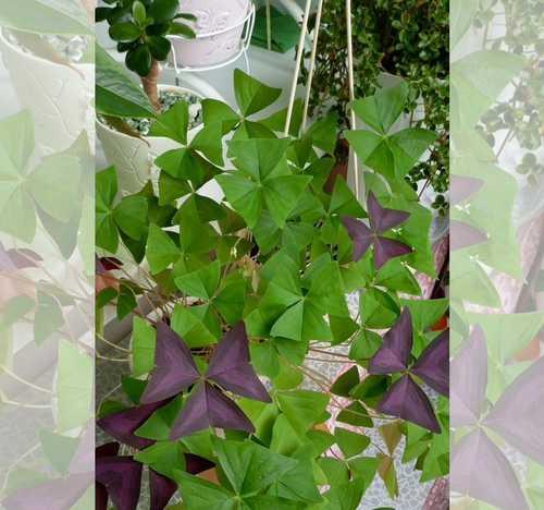 Кислица треугольная (Oxalis triangularis)