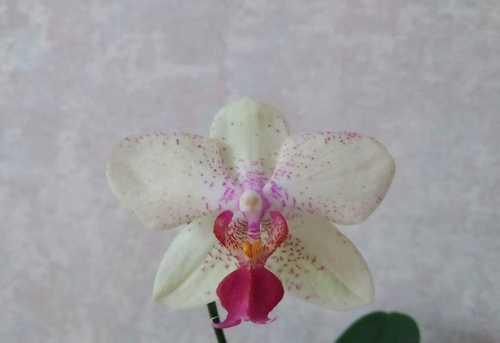 Орхидея фаленопсис Майя (phal. Maya)