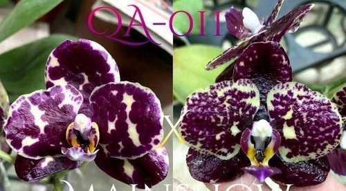 Орхидея гибрид
