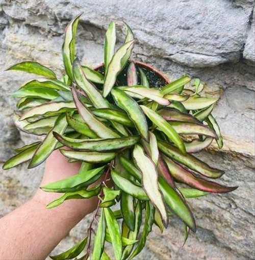 Ампельное растение Hoya Wayetii "Tricolor"