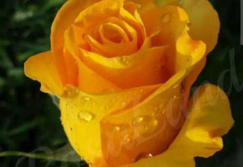 Саженцы роз Керео ярко желтая