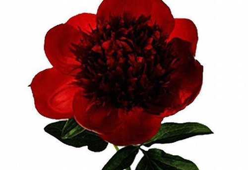 Пион Бордовый (Ред Шарм), цветы доставка