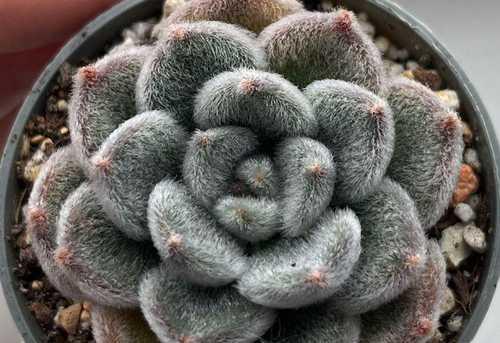 Эхеверия Сетоза/ Echeveria Setosa