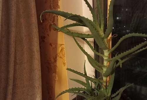 Алоэ (столетник), растение - 7 лет, 4,3,2 года