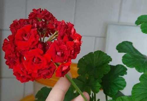 Пеларгония герань сортовая роза