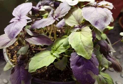 Базилик фиолетовый овощной