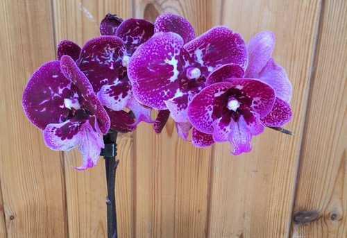 Орхидея фаленопсис биг лип Wine Velvet