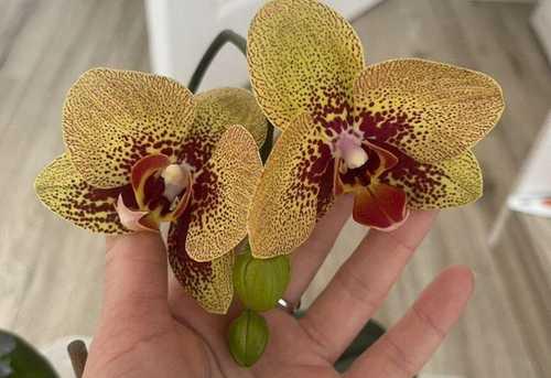 Орхидея фаленопсис чармер