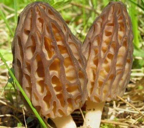 Мицелий. Сморчок конический. (Morchella conica)