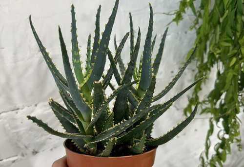 Алоэ Акулеата (Aloe Aculeata)