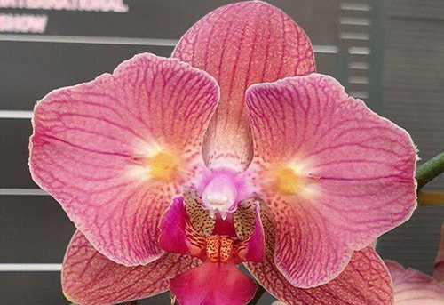 Орхидея Phal. Chialin Rainbow (peloric - 2 eyes)