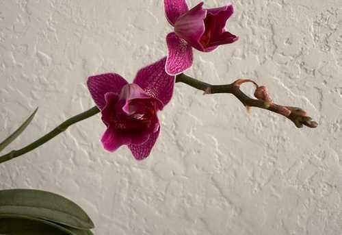 Орхидея пелорик трилипс