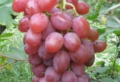 Саженец винограда Симпатия