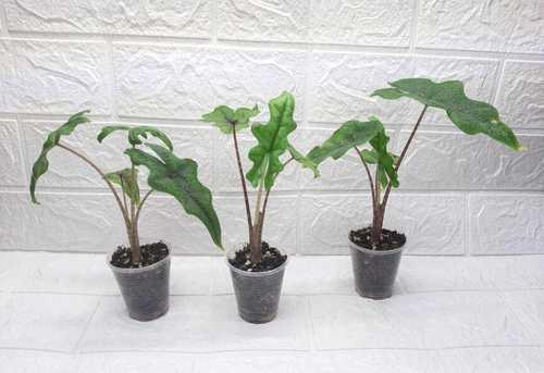 Жаклин Alocasia Jacklynn