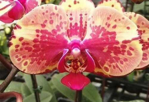 Орхидея фаленопсис Ark's Ray