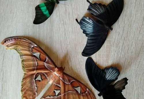 Засушеная бабочка