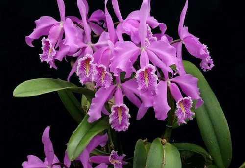 Орхидея Cattleya maxima 2 сорта