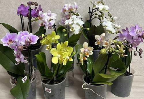 Орхидея фаленопсис мультифлора разные сорта