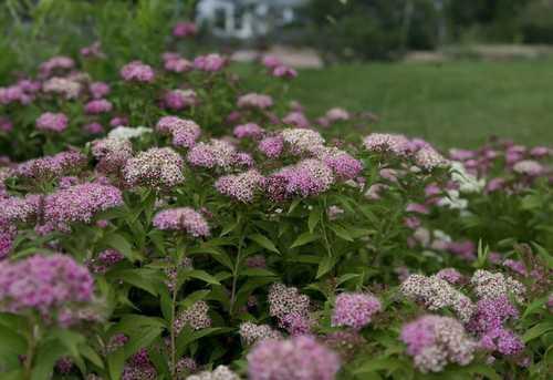 Спирея японская "Genpei"