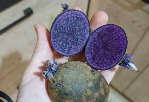 Картофель фиолетовый и Королева Анна семена