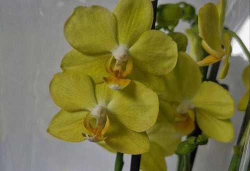 Орхидея желтая мультифлора
