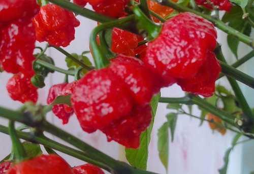 Плоды Carolina reaper