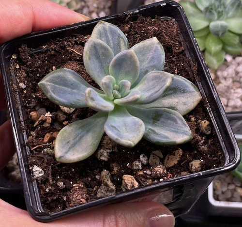 Суккулент Pachyveria Pachyphytoides var