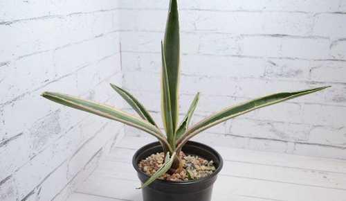 Agave Americana (Агава) (SCT29041)
