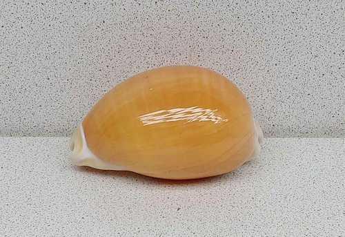 Аурантиум 8,1 морская ракушка раковина