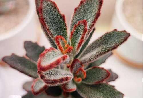 Kalanchoe tomentosa Каланхоэ войлочное