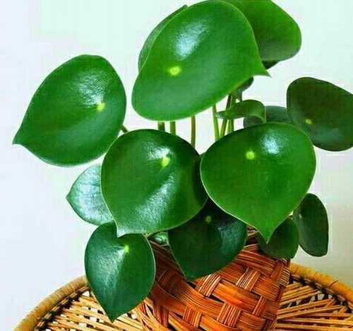 Пеперомия Рейндроп (Peperomia polybotrya raindrop)