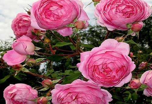 Розы корнесобственные - Аlena.park