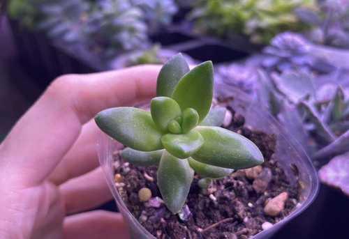 Суккулент sedum adolphi (nussbaumerianum)